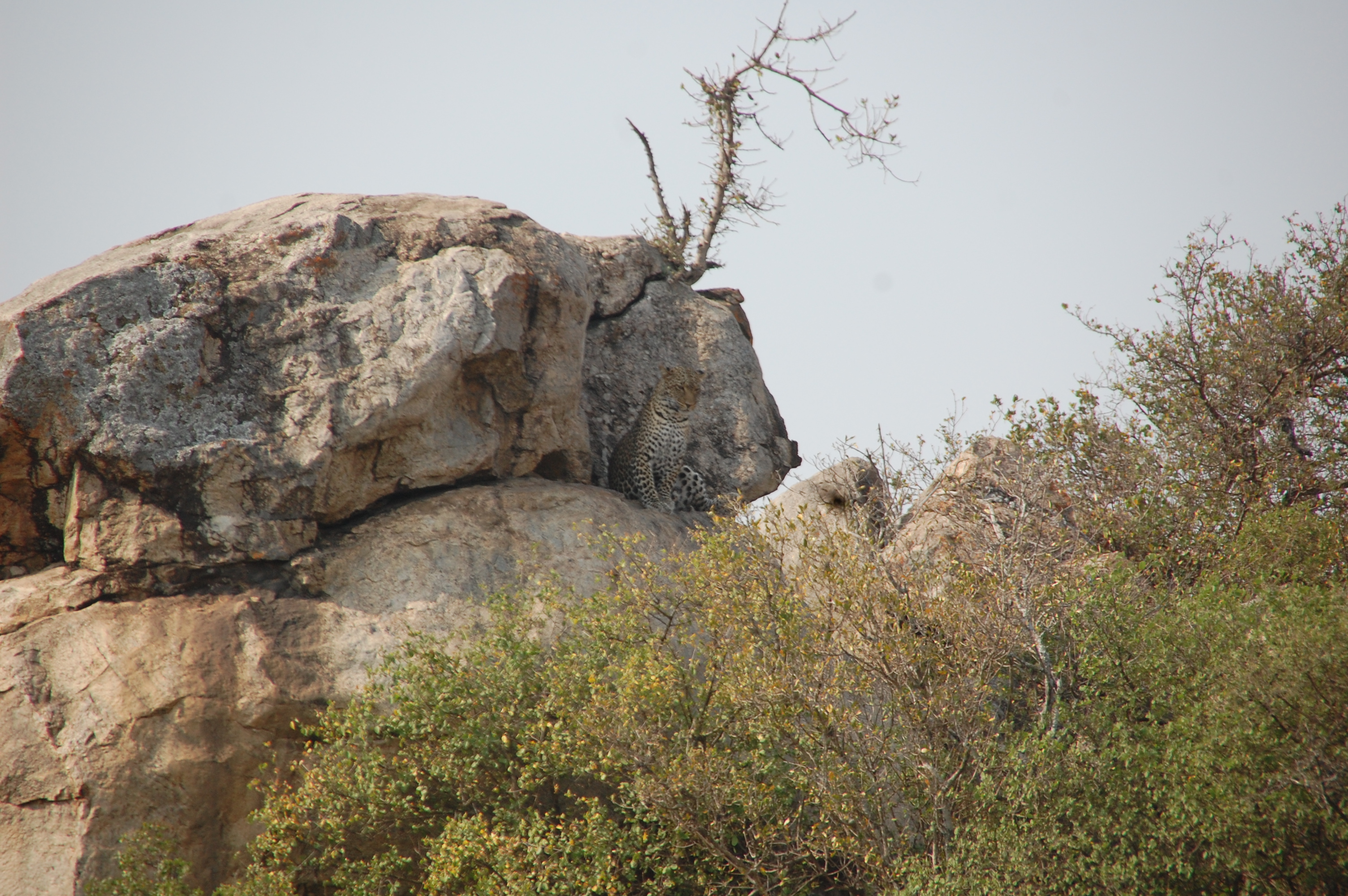Spotting a Leopard – Colette's Grand Detour